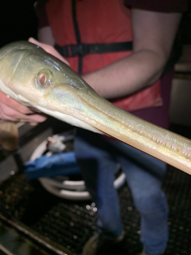 Longnose Gar from Central, SC, US on April 15, 2022 at 11:47 PM by ...