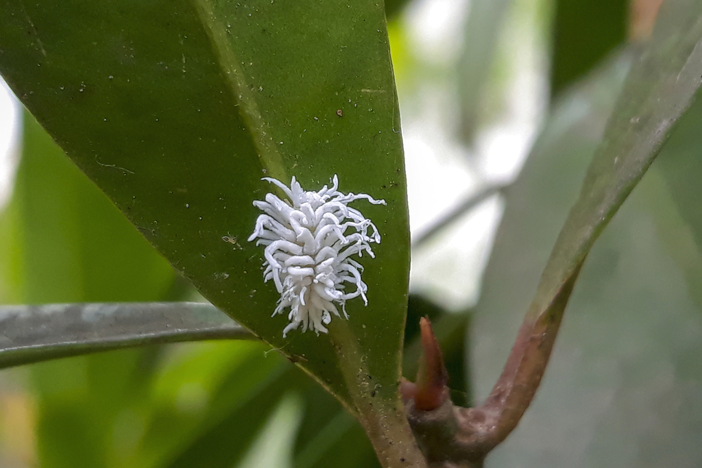 Cryptolaemus from Nossa Sra. da Conceição, Linhares - ES, Brasil on ...