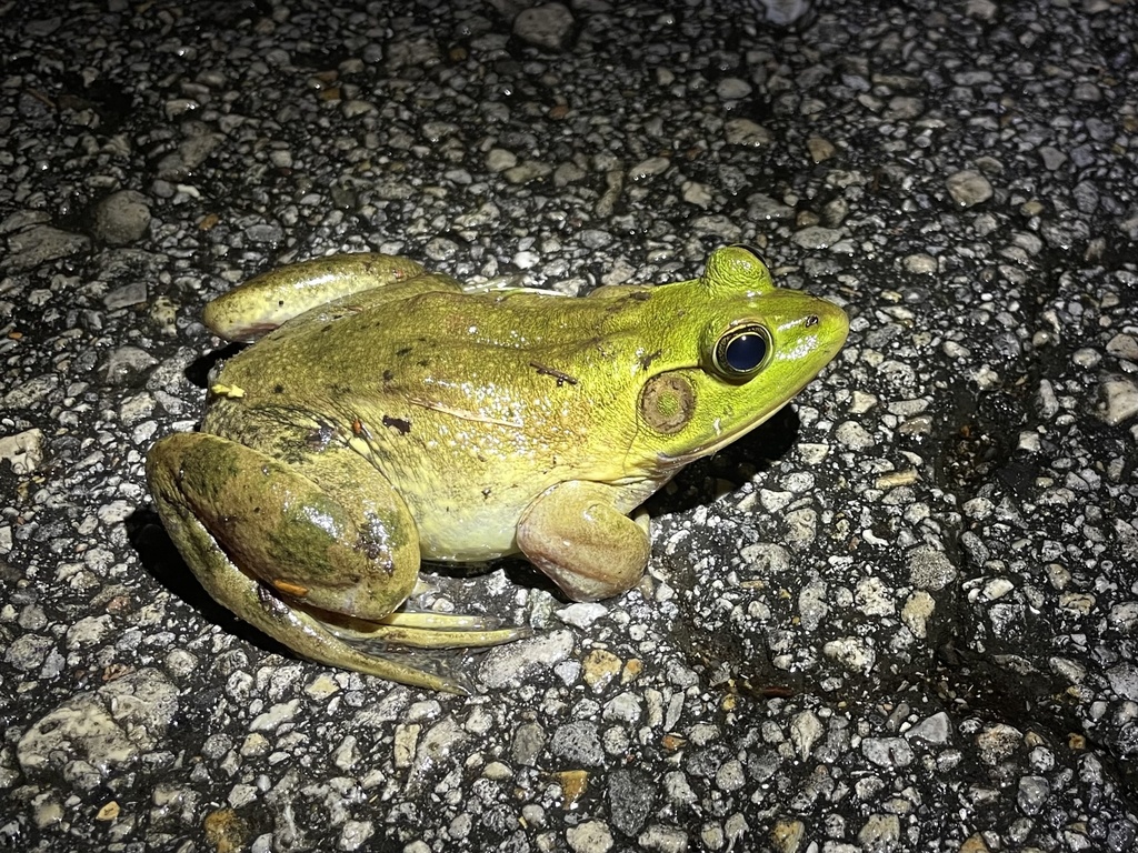 Pig Frog in April 2022 by add03e · iNaturalist