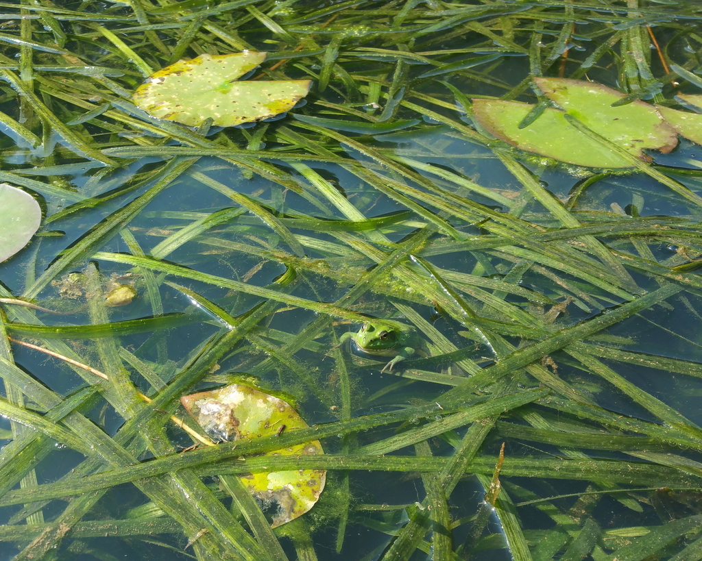 Eastern Golden Frog from China, Hu Bei Sheng, Wu Han Shi, Hong Shan Qu ...