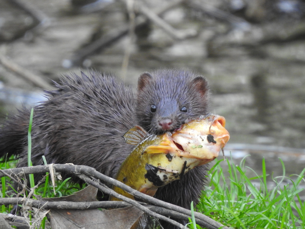 American Mink from Summit, Ohio, United States on April 26, 2022 at 12: ...