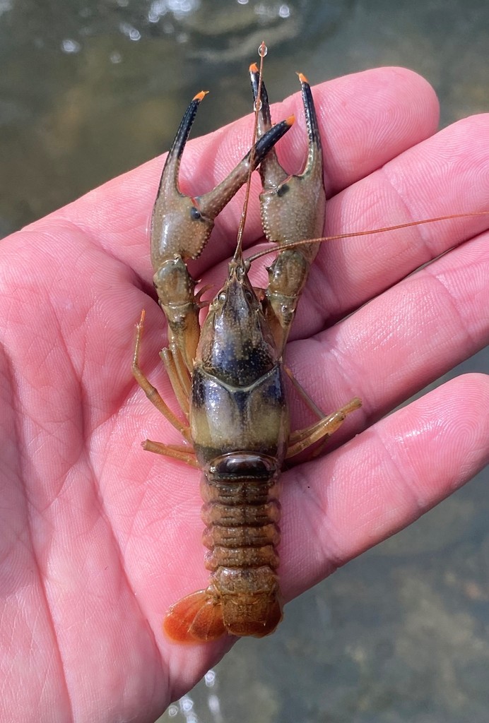 Bigclaw Crayfish from North Fork Creek, St. Hwy 270, Bedford County, TN ...