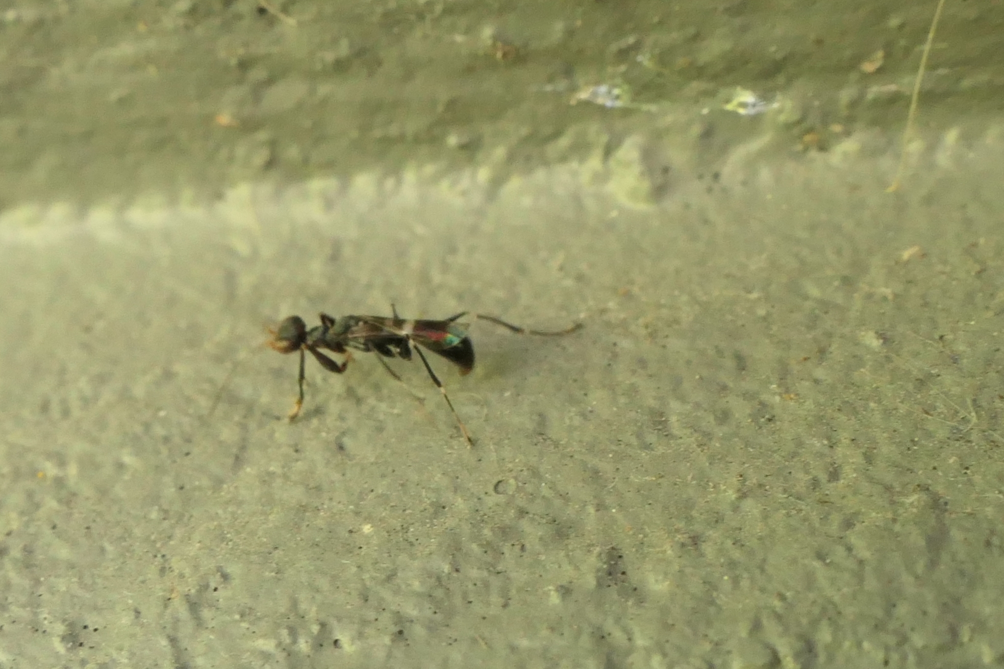 Dryinidae