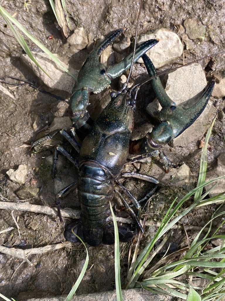 Bigclaw Crayfish from North Fork Creek, St. Hwy 270, Bedford County, TN ...