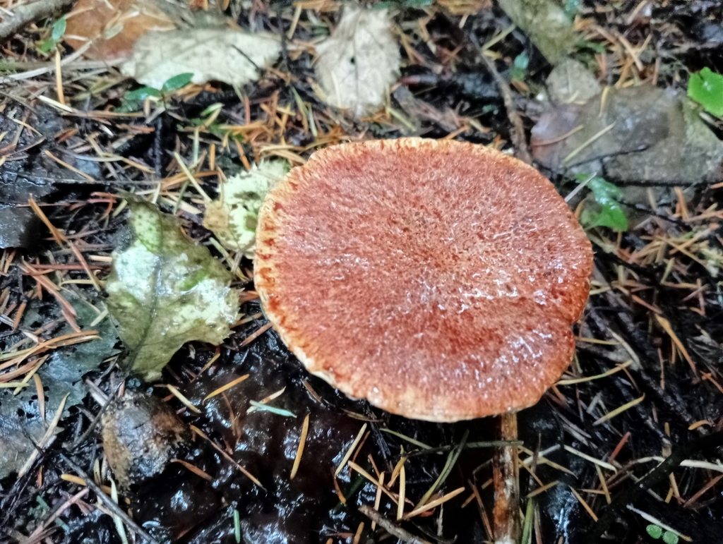 Western Painted Suillus from Pine Hill, Dunedin, New Zealand on April ...