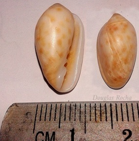 Prunum fulminatum · iNaturalist