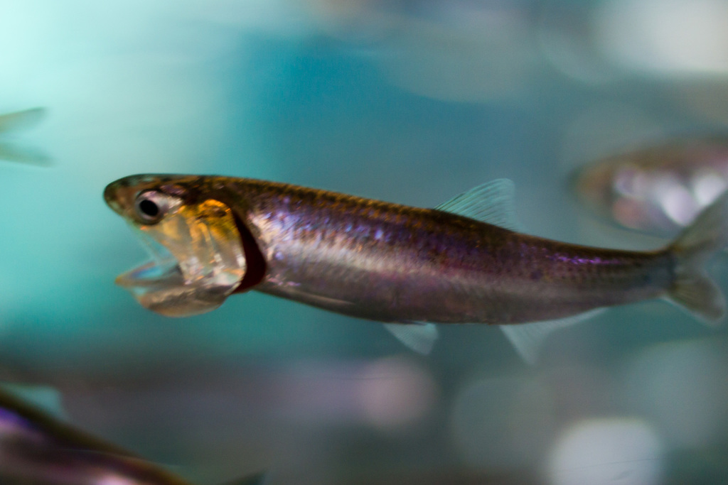 Northern Anchovy (Engraulis mordax) - Marine Life Identification