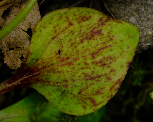 Physoderma claytonianum · iNaturalist Mexico