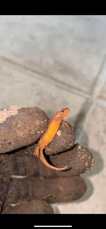 Eastern Newt from S Brundidge St, Troy, AL, US on April 12, 2022 at 12: ...
