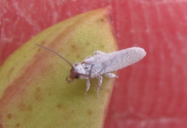 Coniopterygidae