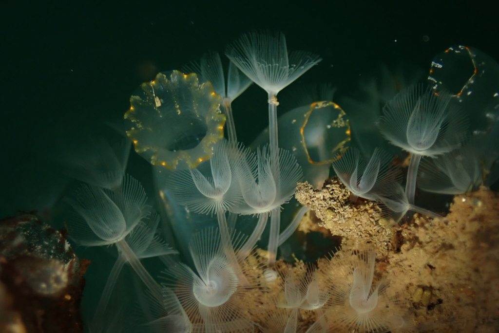 Phoronis ijimai in April 2022 by alanarama3. (with permission) Found ...