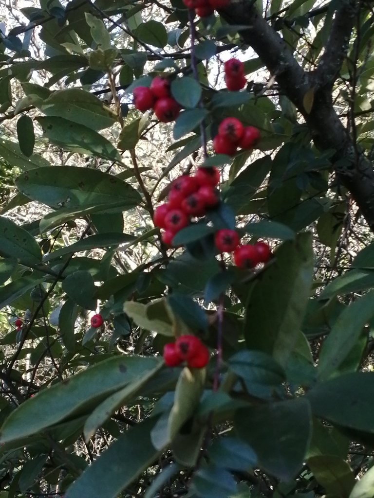 Maleae from Kloofendal, Roodepoort, 1709, South Africa on April 27 ...