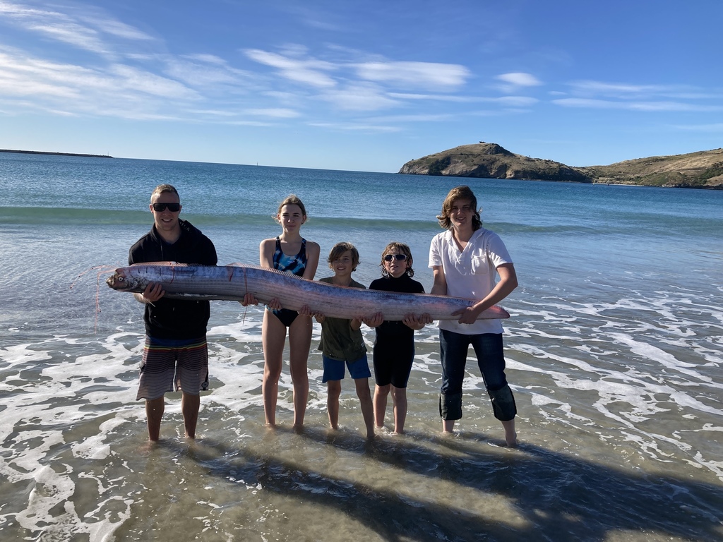 Giant Oarfish (Regalecus glesne) - Marine Life Identification