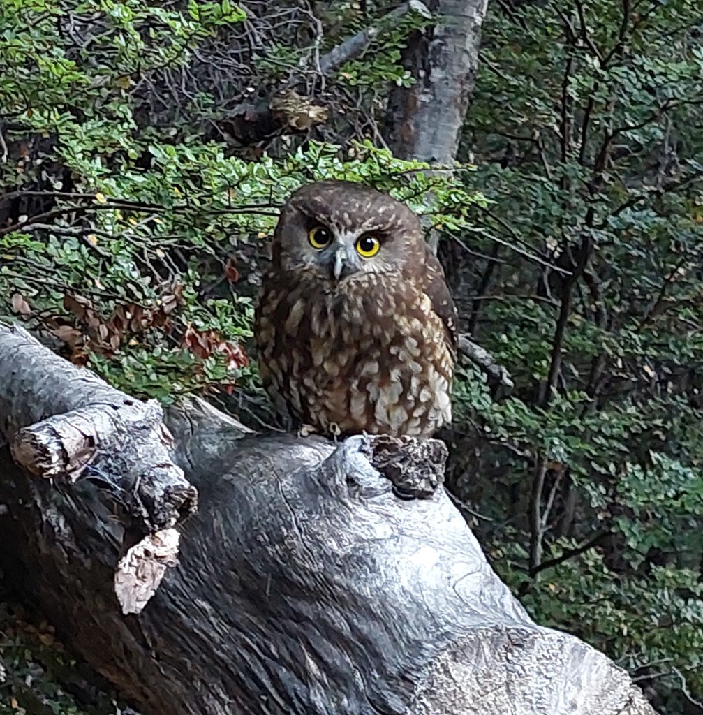 New Zealand Morepork from Arthur's Pass, New Zealand on April 27, 2022 ...