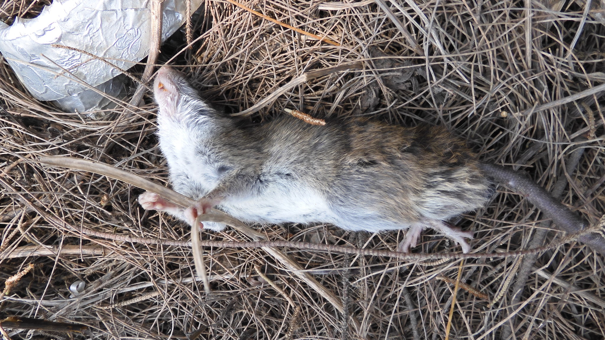 Rattus losea (Swinhoe, 1871)