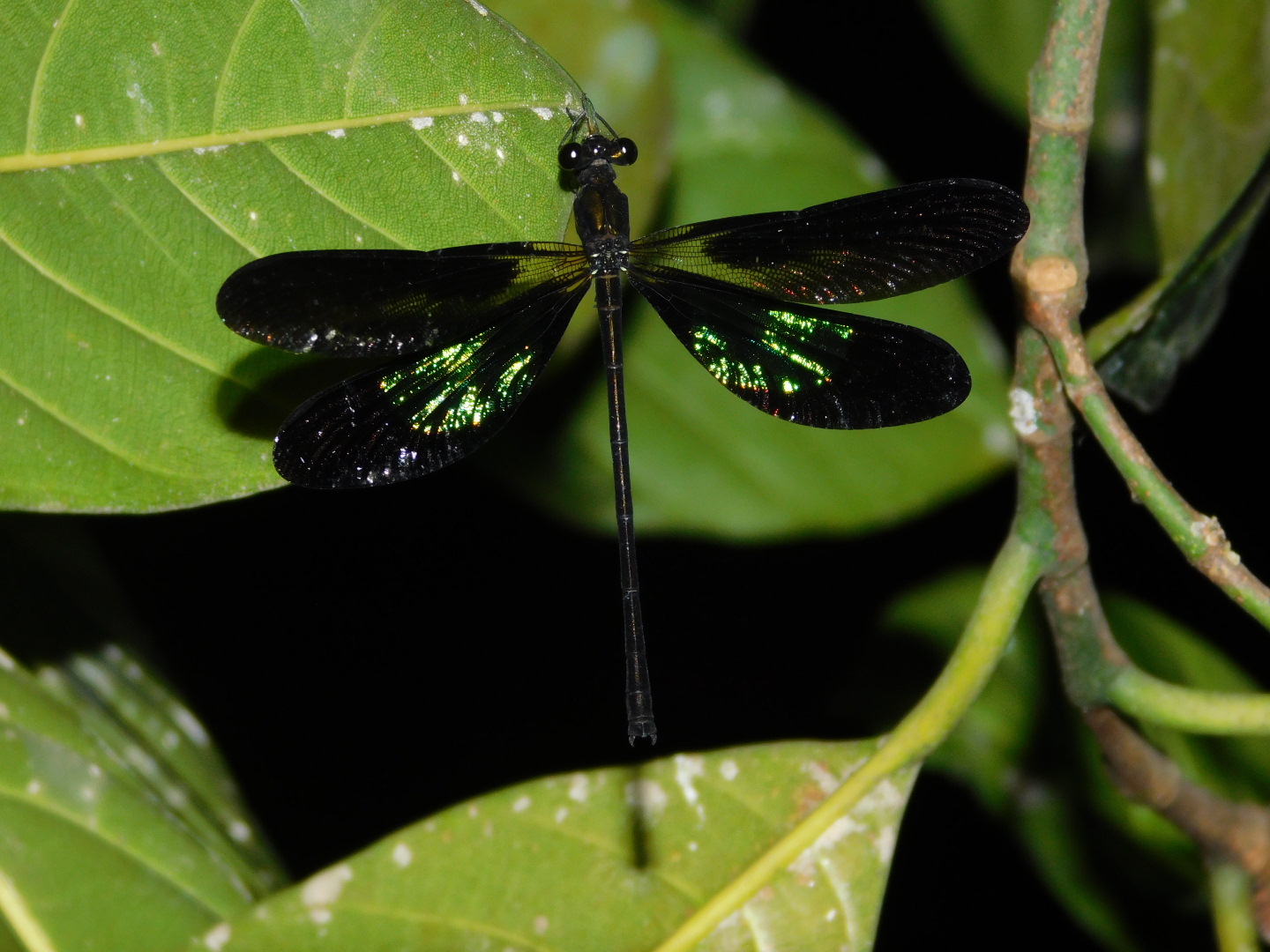 Euphaea variegata Rambur, 1842