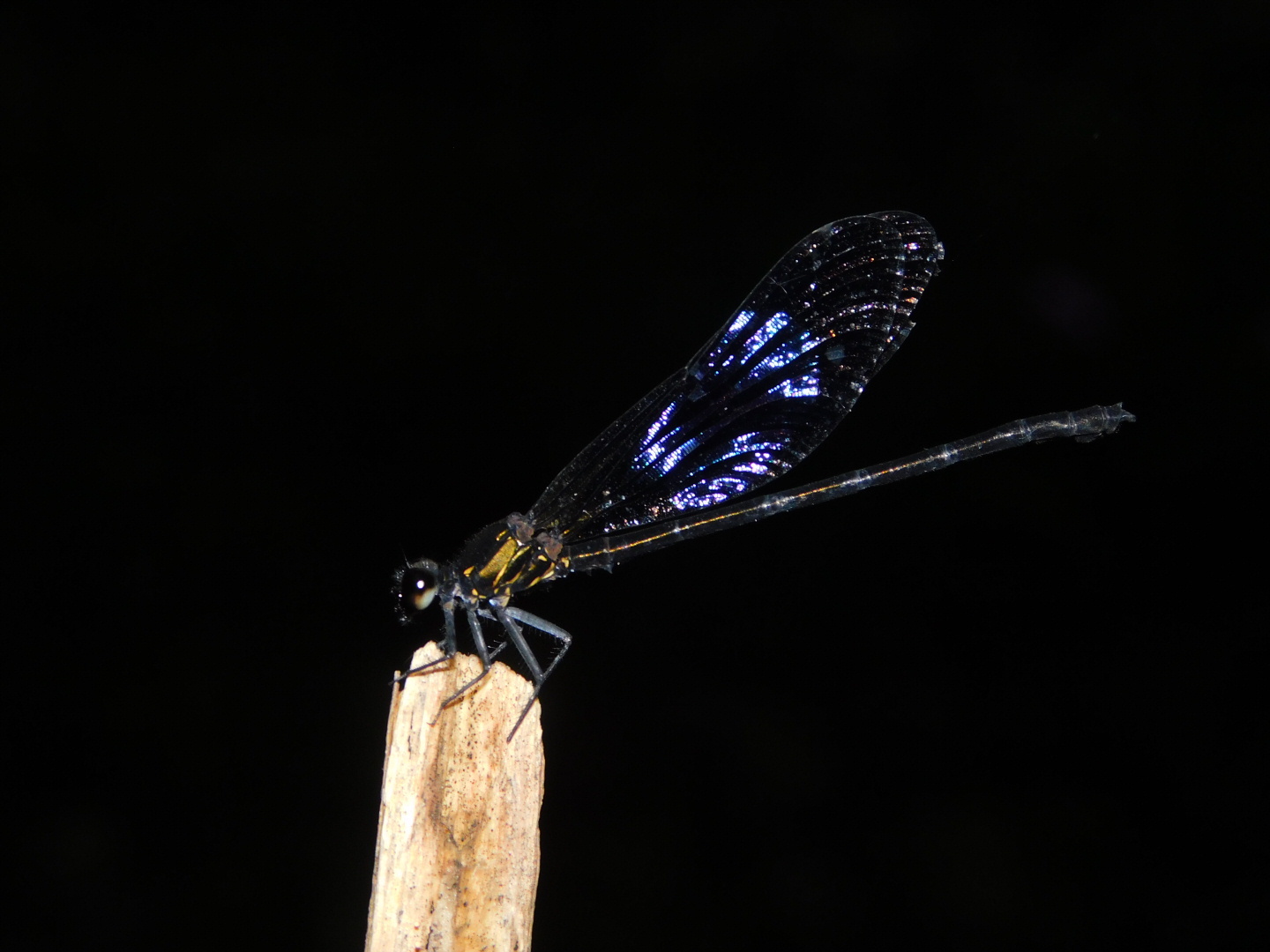 Euphaea variegata Rambur, 1842