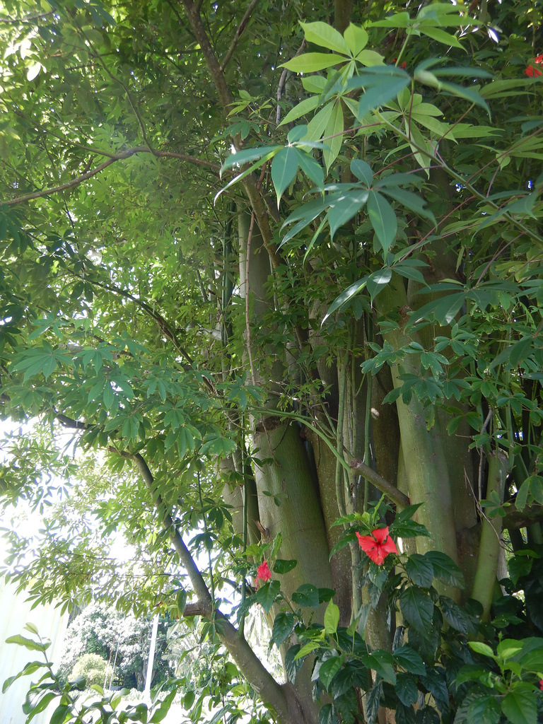 flowering plants from Cook Islands on April 18, 2022 at 11:27 AM by Jon ...