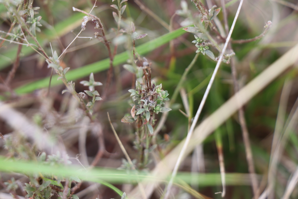 curved rice-flower from Truganina VIC 3029, Australia on April 27, 2022 ...