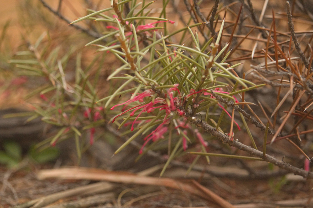 (Grevillea tetrapleura) - Botanical Realm