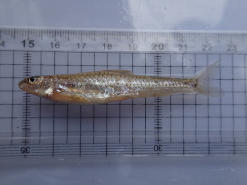 Microphysogobio jeoni · iNaturalist