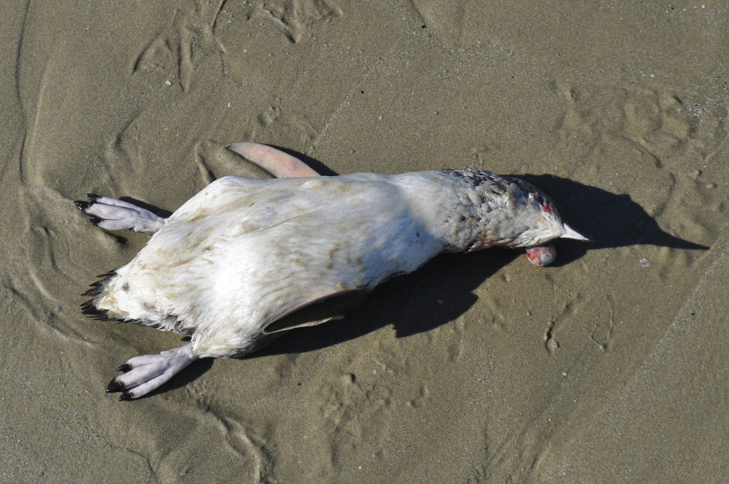 Little Penguin from Karaka Bays, Wellington 6022, New Zealand on April ...