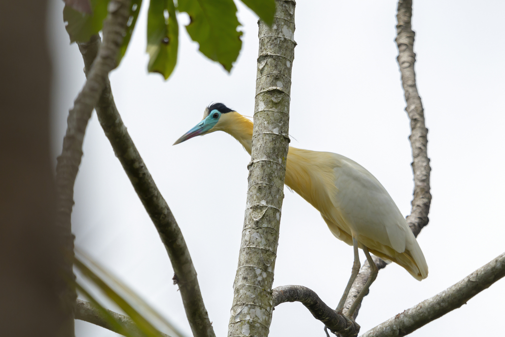 Capped Heron from Linhares, ES, Brasil on November 15, 2018 at 09:53 AM ...