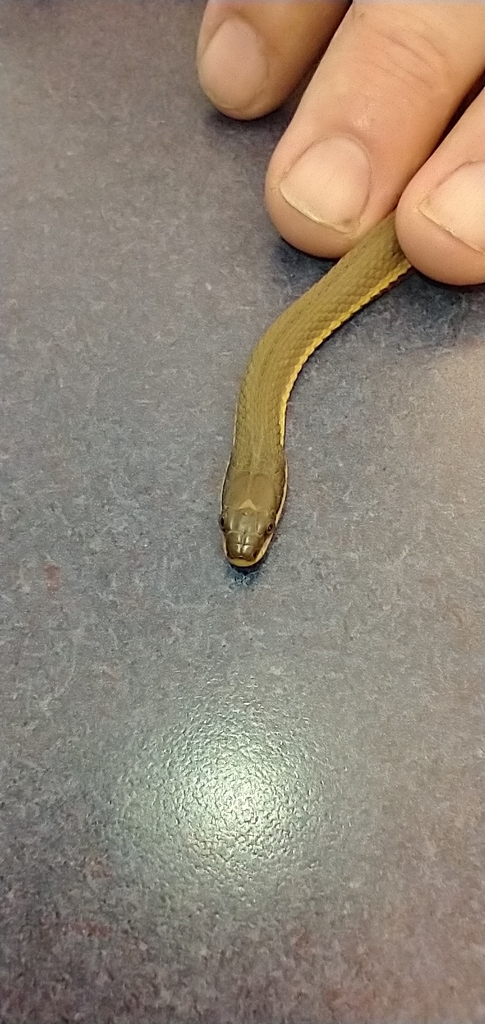 Gimkit - live learning game show