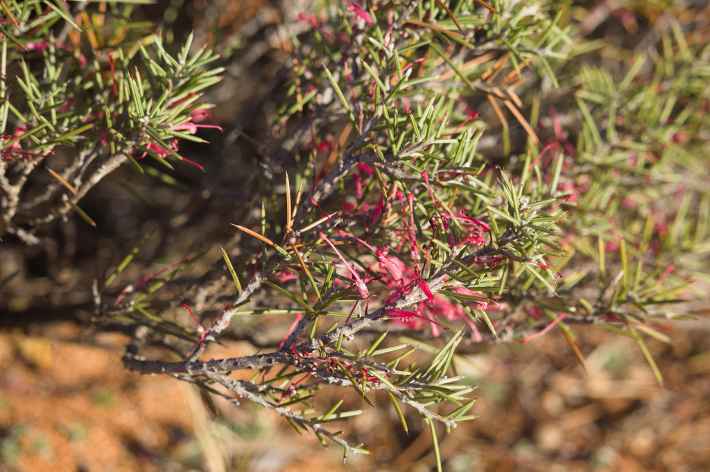 (Grevillea tetrapleura) - Botanical Realm
