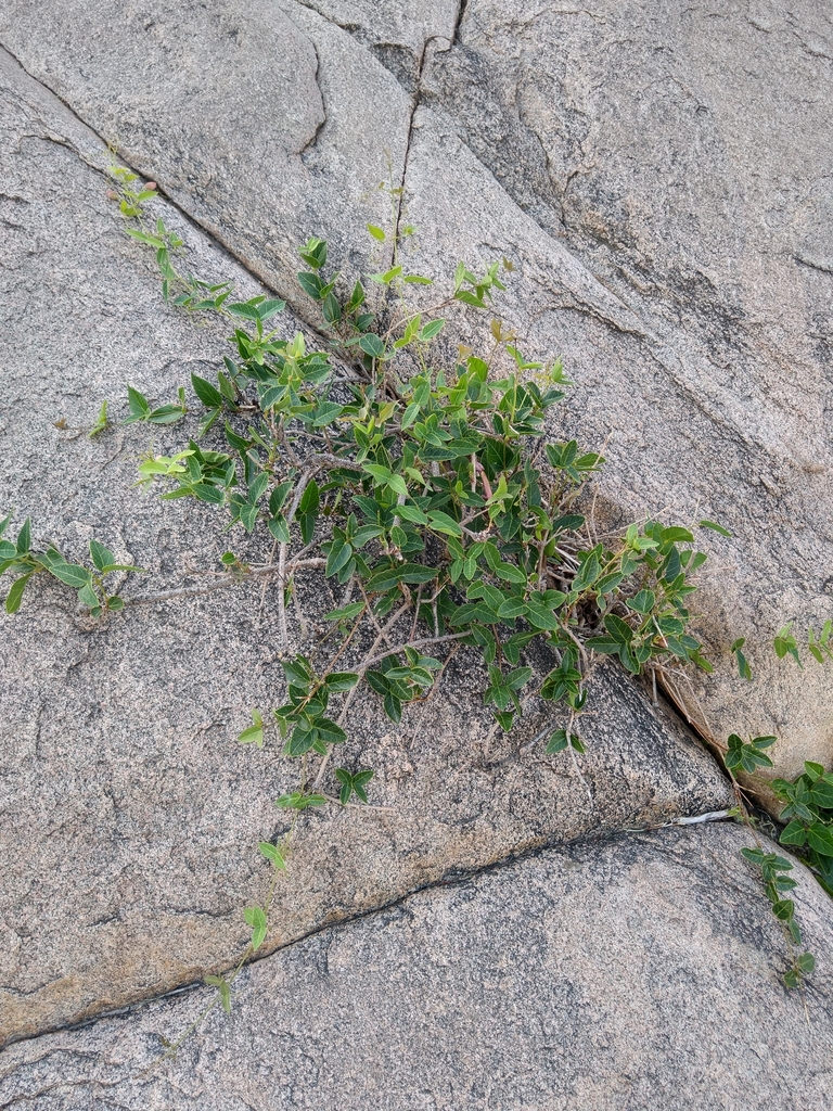 Dolichandra cynanchoides from Punilla, Córdoba, Argentina on April 20 ...