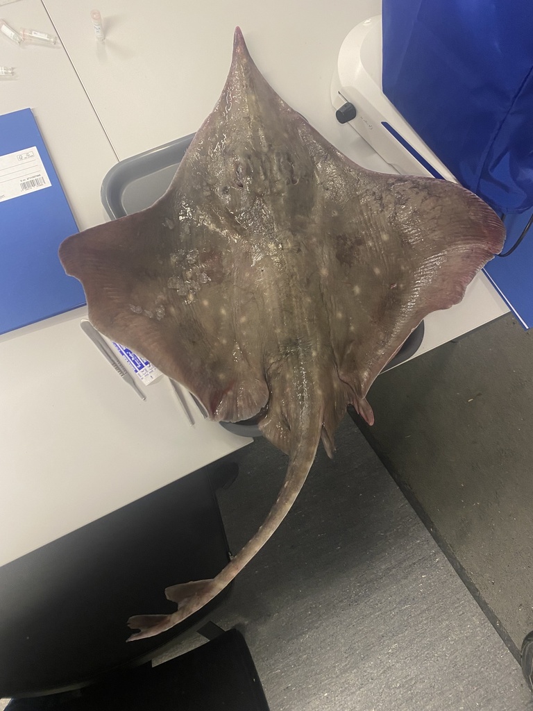 Flapper skate (Batoids of the World) · iNaturalist