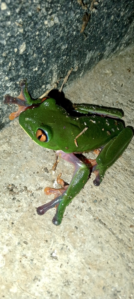 Blue-sided Tree Frog in April 2022 by Juan Leonardo Valverde Abarca ...