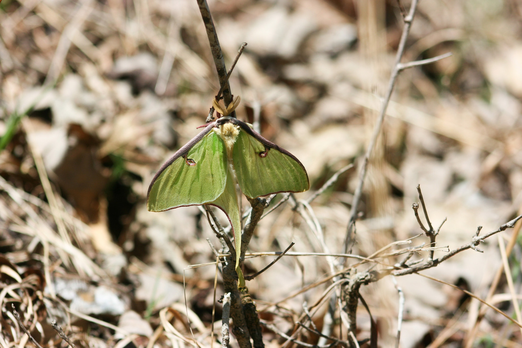 North American Luna Moth from Lebanon, VA, US on April 23, 2022 at 02: ...