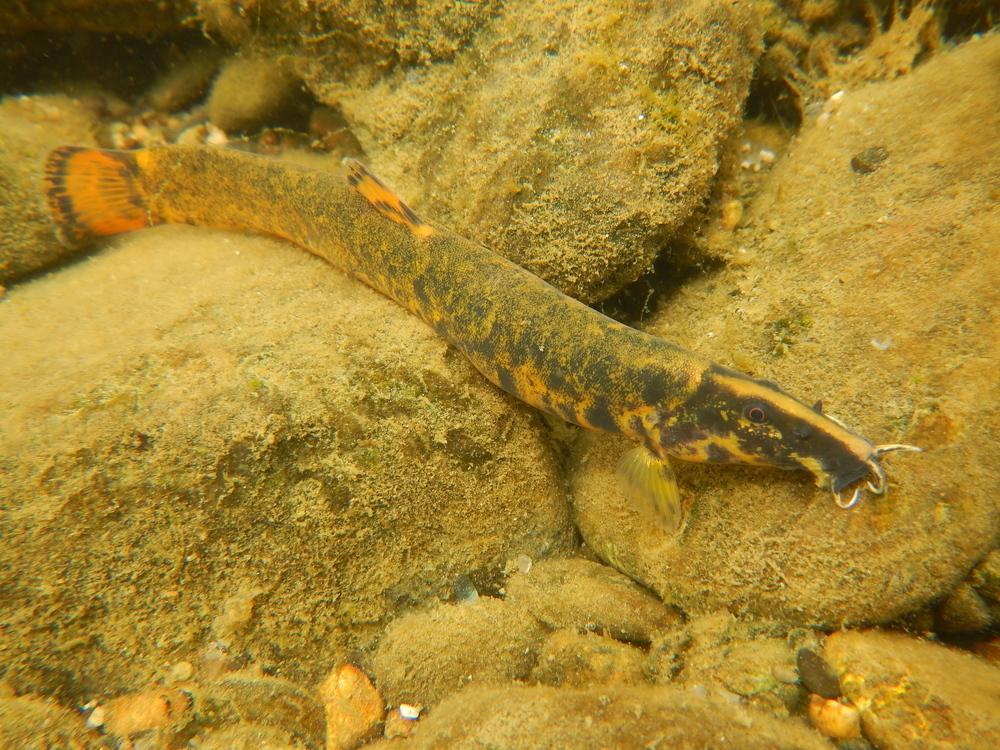 (Koreocobitis naktongensis) - Marine Life Identification