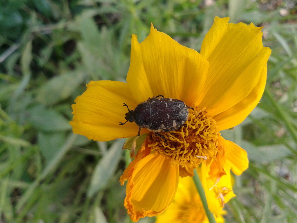 Blue Flower Chafer from 대한민국 대구광역시 북구 on June 4, 2018 at 07:19 AM by ...