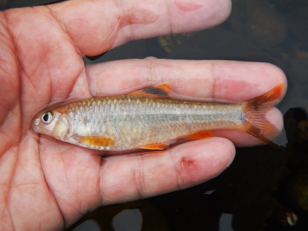 (Sarcocheilichthys) - Marine Life Identification