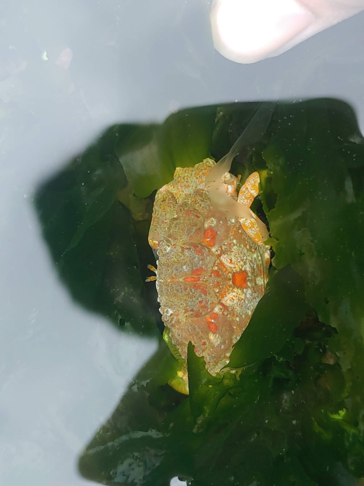 Leptodius sanguineus (H.Milne Edwards, 1834)