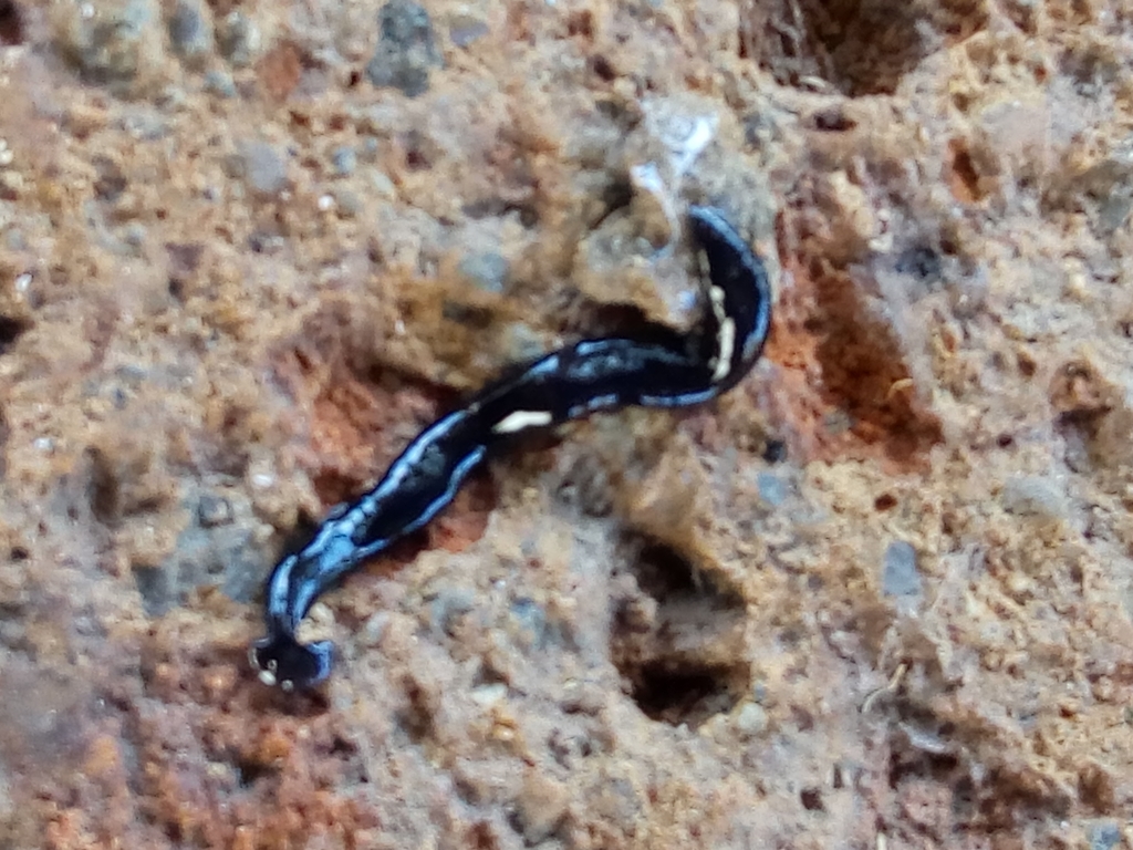 COVID Worm from Peseggia VE, Italia on April 27, 2022 at 02:45 PM by ...