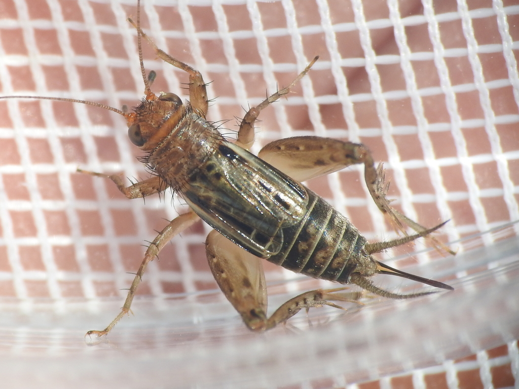 Small Ground Crickets from Las Colinas, Irving, TX, USA on April 26 ...