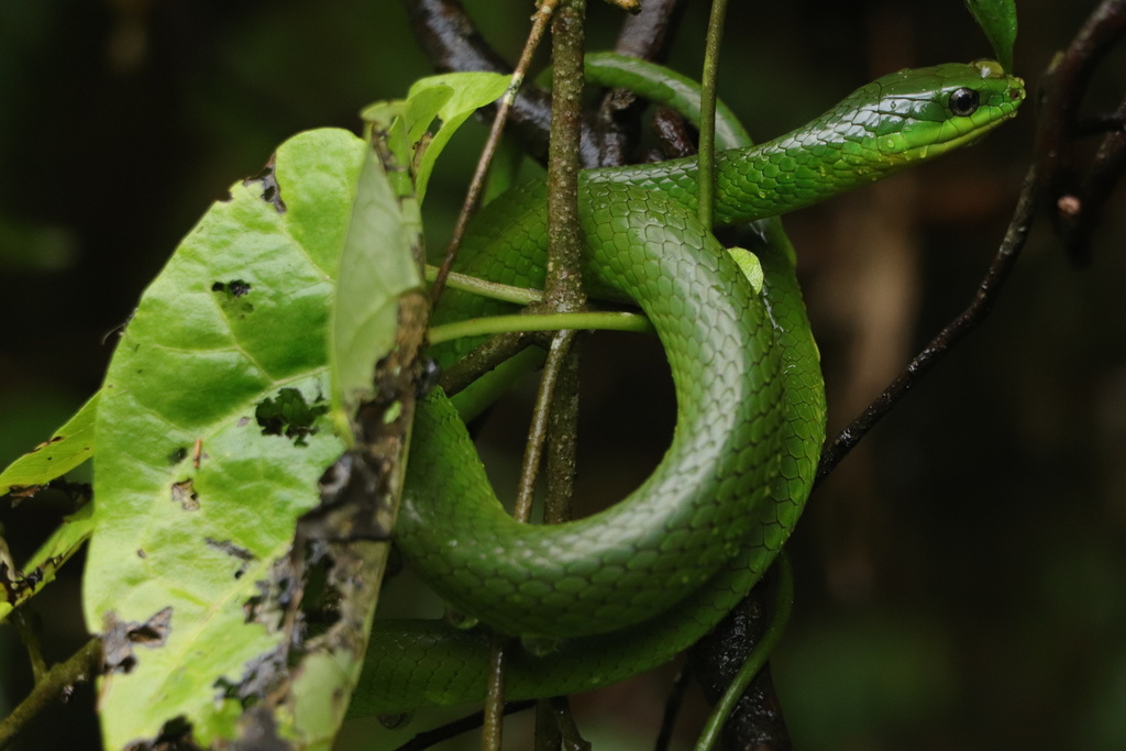 Chinese Green Snake from 306乡道, 惠州市, 广东省, CN on April 16, 2021 at 04:31 ...
