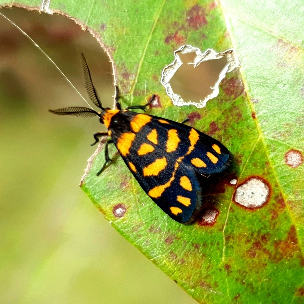 Lydia Lichen Moth from Freshwater National Park on May 9, 2021 at 10:30 ...