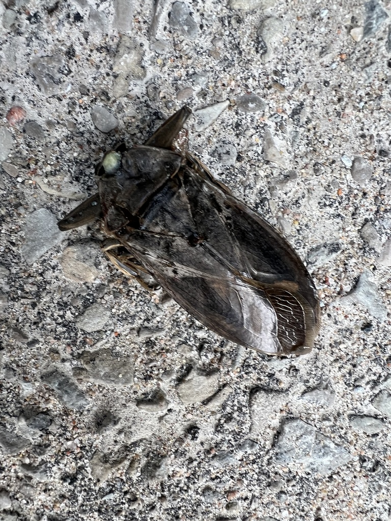 American Giant Water Bug from Shore Ln, Wasaga Beach, ON, CA on April ...