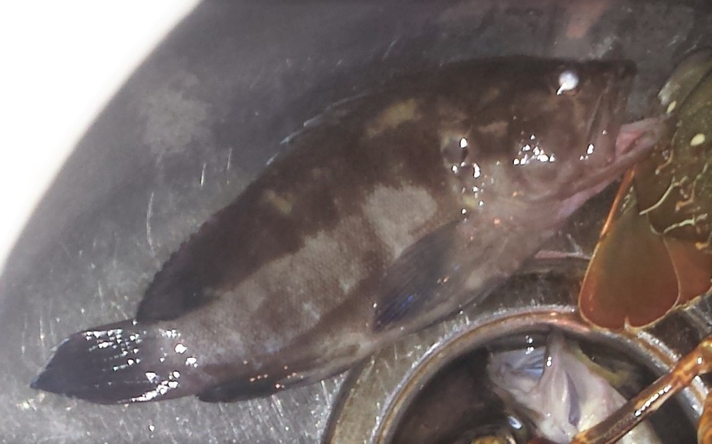 Banded Grouper (Epinephelus amblycephalus) - Marine Life Identification