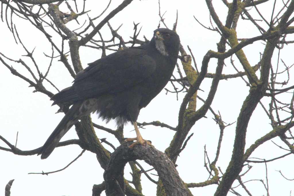 Black Goshawk from Wildwood Island, Zandvlei Nature Reserve, Cape Town ...