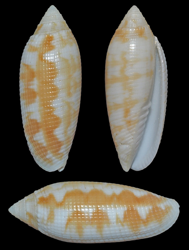 Pterygia crenulata (Gmelin, 1791)