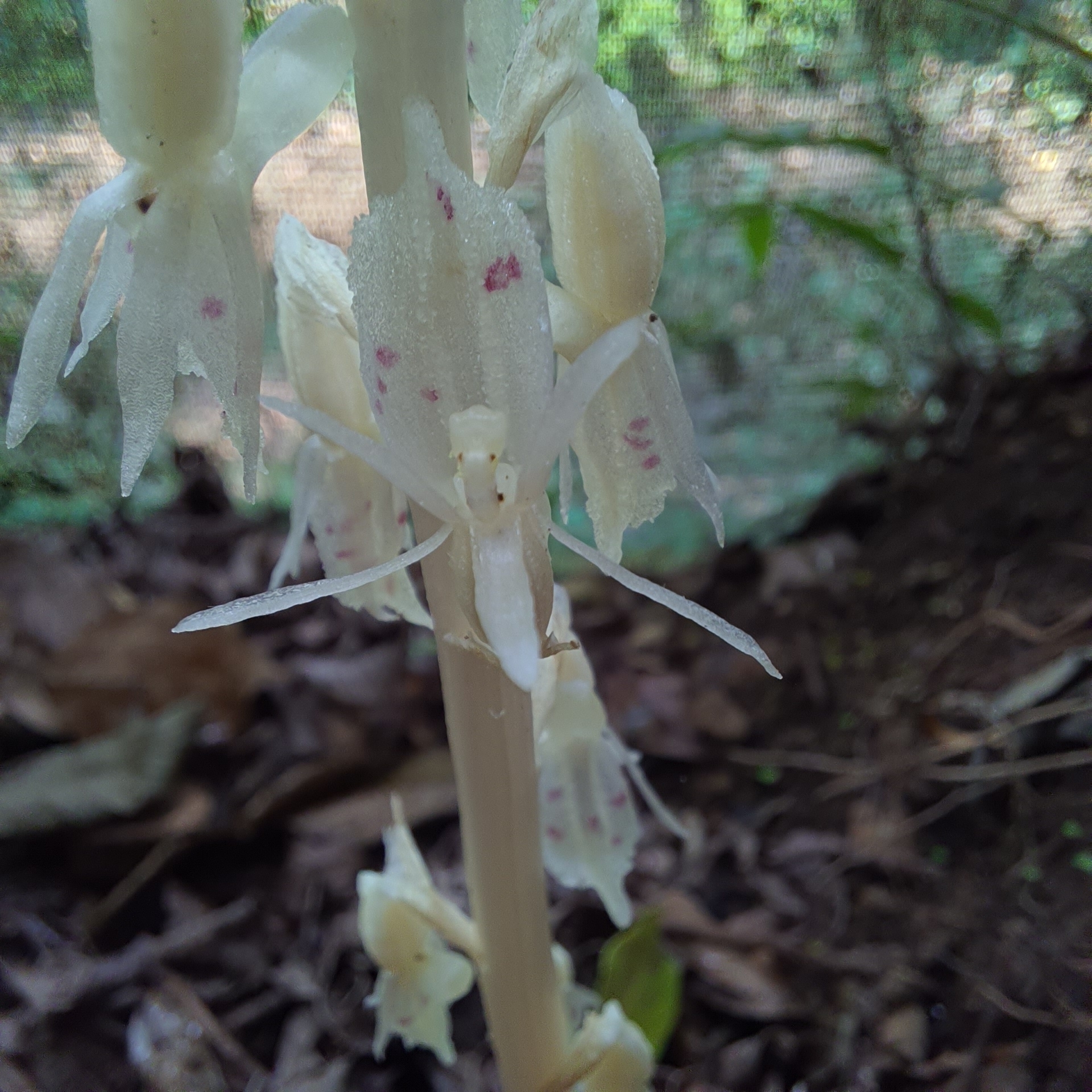 Epipogium roseum (D.Don) Lindl.