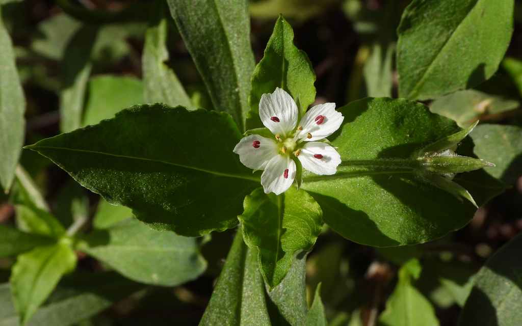 Heterophylly false-starwort (Pseudostellaria heterophylla) - Botanical ...