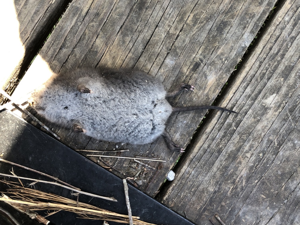 Round-tailed Muskrat from Indiantown, FL, US on April 27, 2022 at 09:48 ...