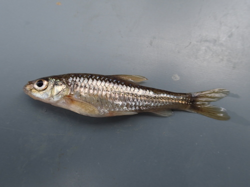 Genus Squalidus · iNaturalist Guatemala