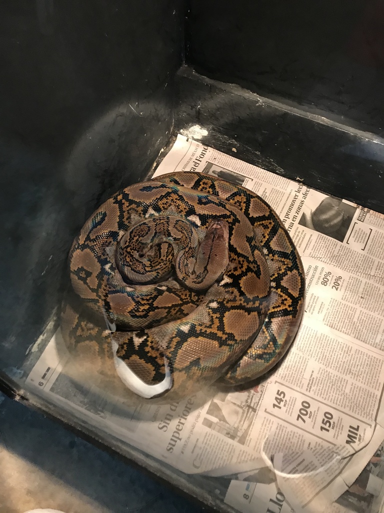 Reticulated Python from Parque Los Tecajetes, Xalapa-Enríquez, VER, MX ...
